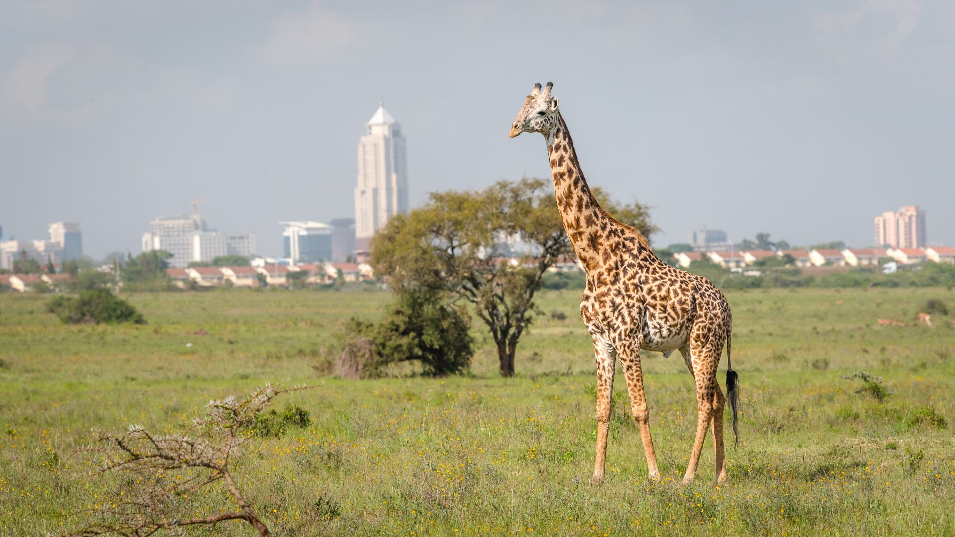 Explore the Untamed Beauty of Kenya: A 5-Day Safari Adventur